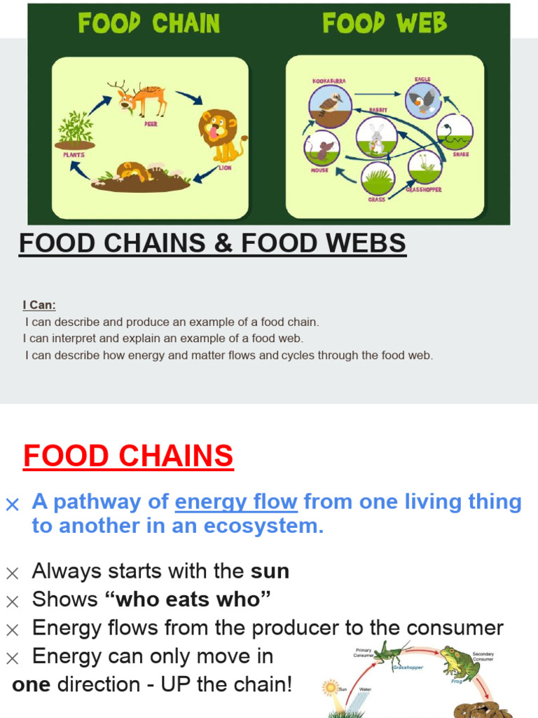 Understanding Food Chains and Webs | PDF