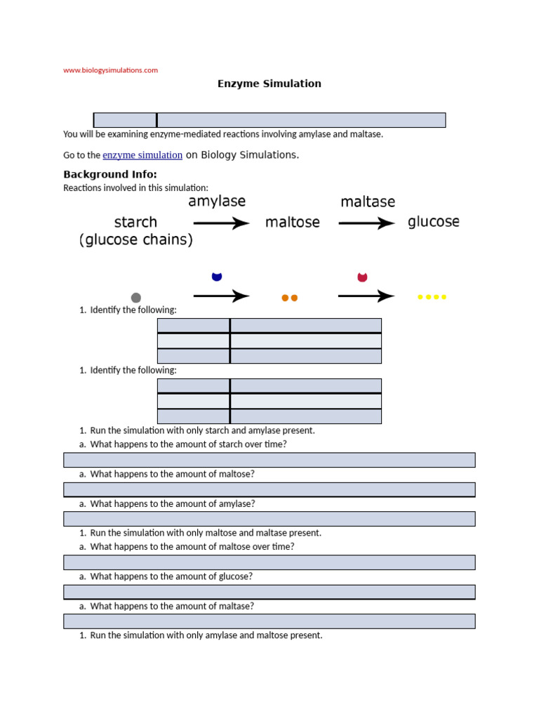 Enzyme - Simulation - Observation 2 | PDF