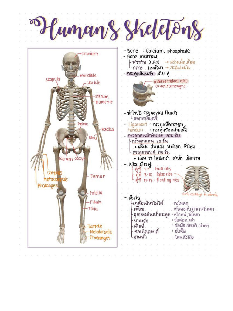 Anatomy Skeleton | PDF