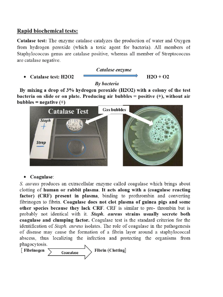 MUCLecture 2023 12536210 | PDF