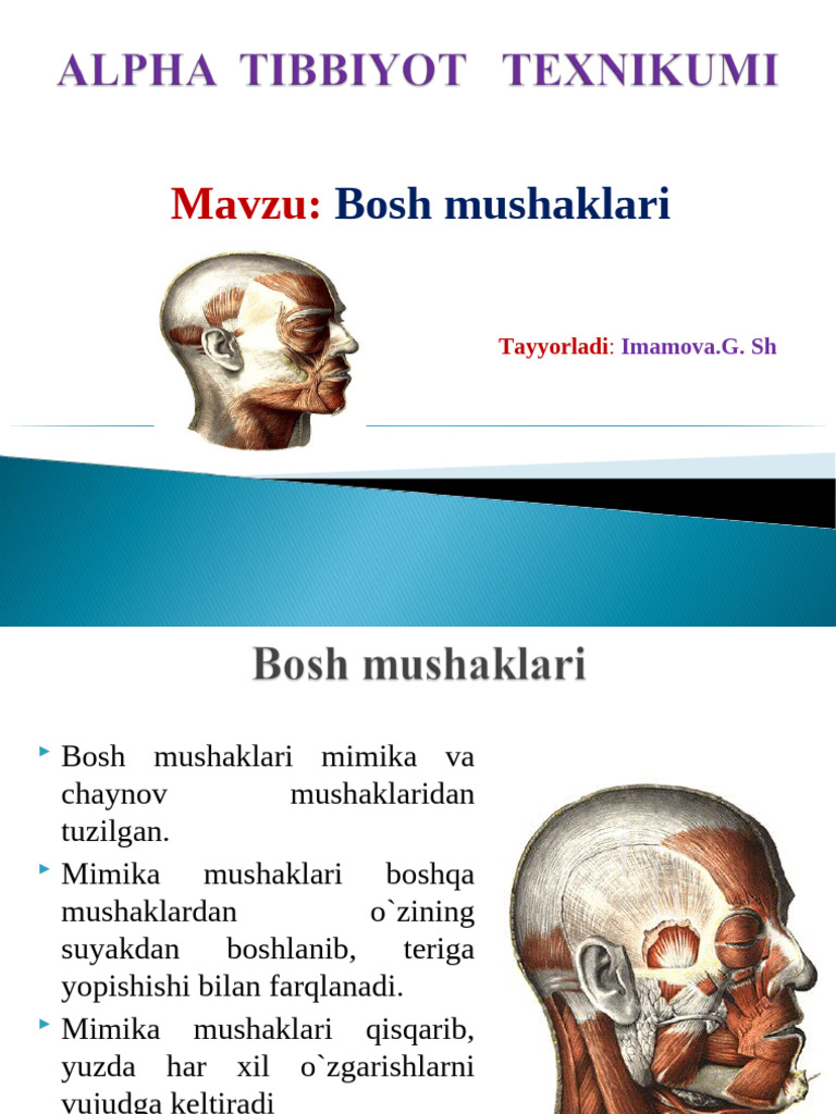 18-Mavzu-Bosh Muskuli | PDF