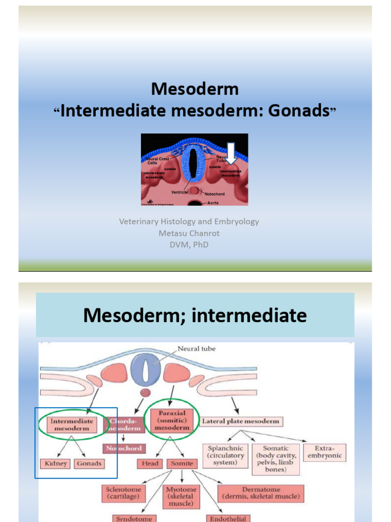5 Intermediate Mesoderm | PDF | Ovary | Genitourinary System