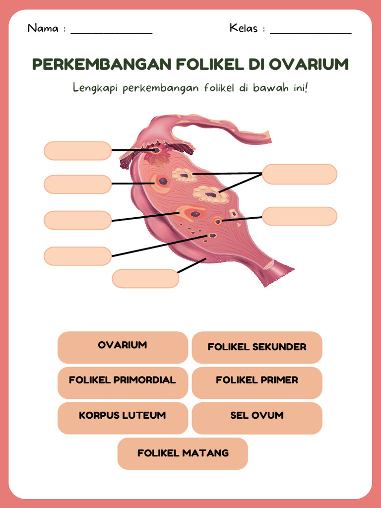 Perkembangan Folikel Primordial | PDF
