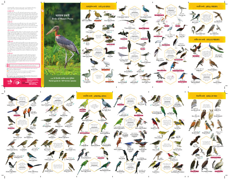 Birds of Assam Plains Lowres | PDF