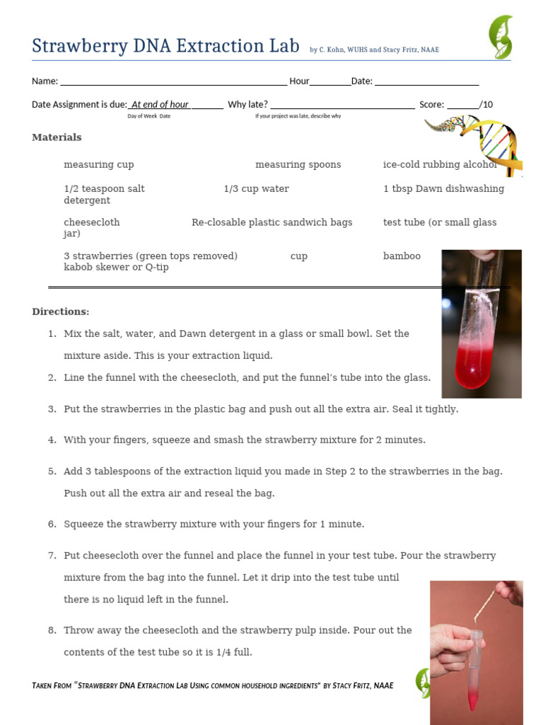 Strawberry Dna Extraction Lab | PDF | Tablespoon