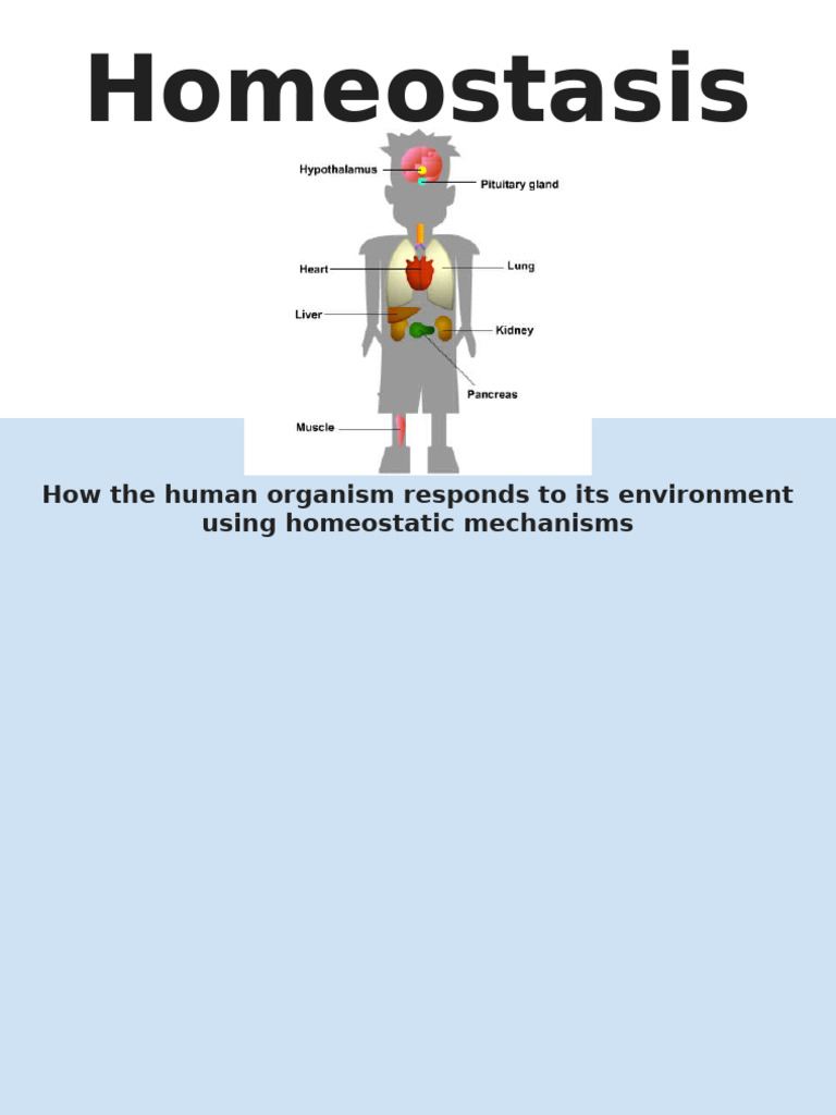 Homeostasis - All Notes | PDF | Thermoregulation | Homeostasis