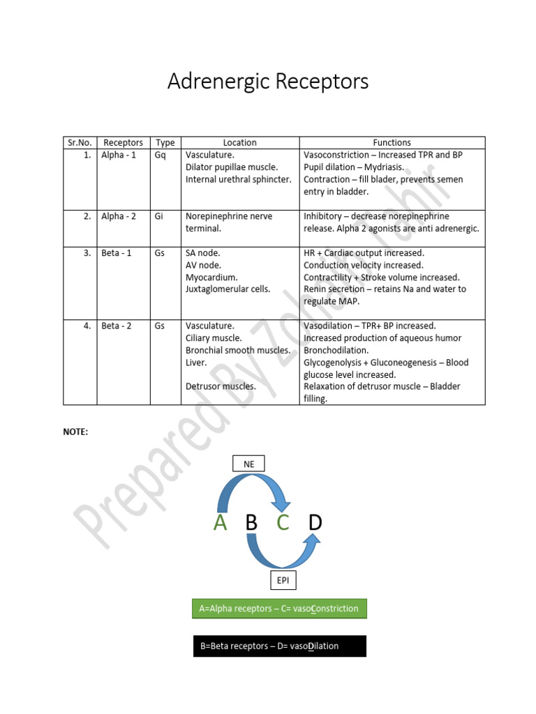 Adrenergic Receptors | PDF