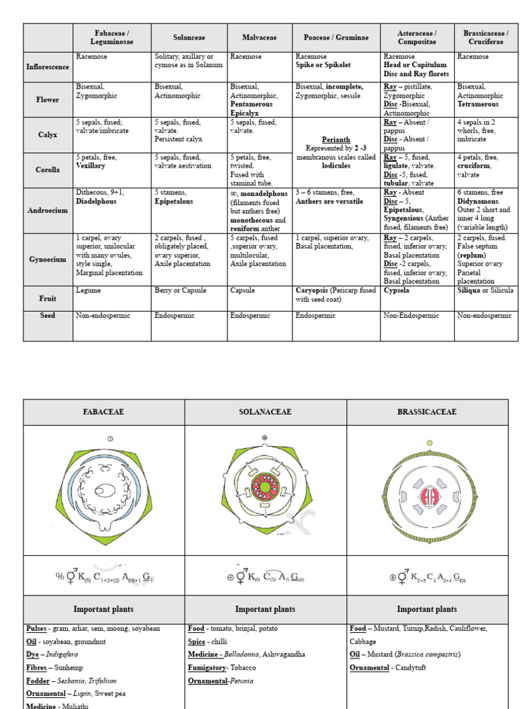 MOFP - Plant Families Chart | PDF | Petal | Plants