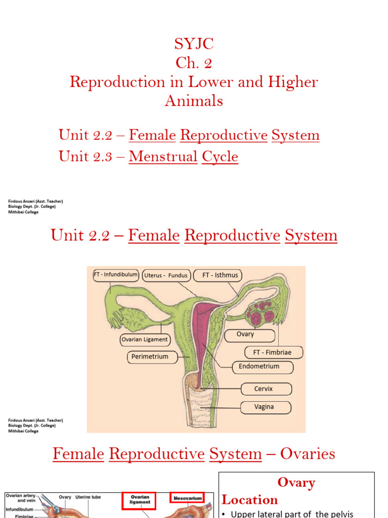 Egg Tube and Female Reproductive System | PDF | Menstrual Cycle | Ovary