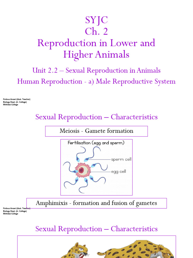 Male Reproductive System Overview | PDF | Testicle | Prostate