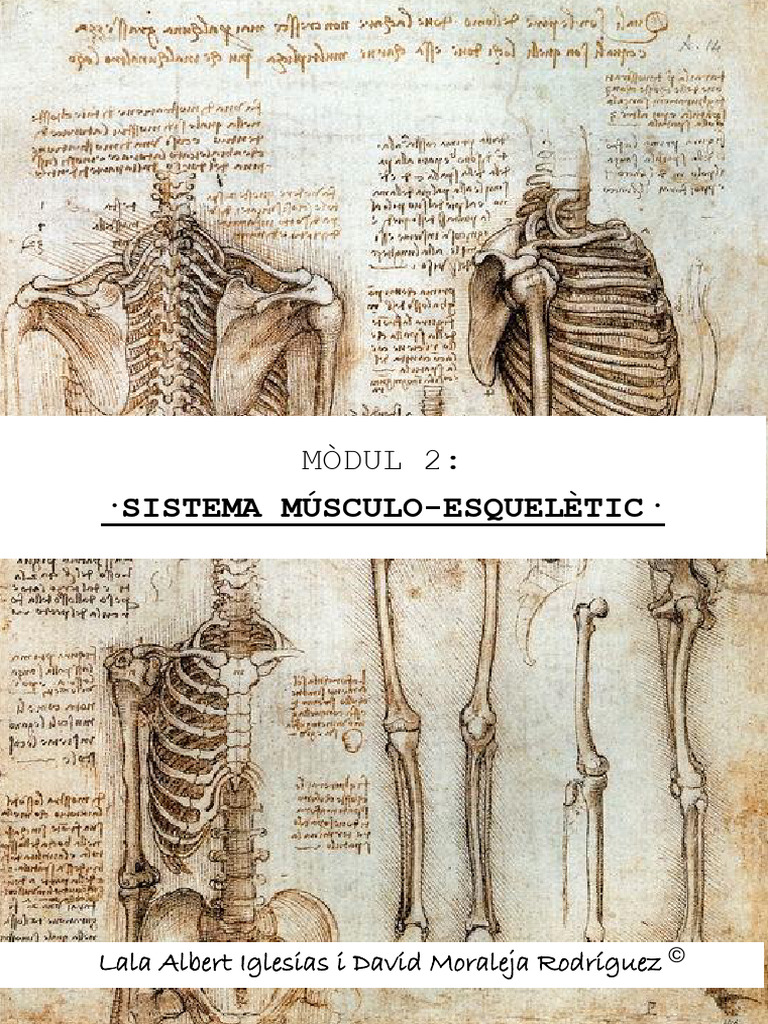 M2 MUSCULO-ESQUELET | PDF