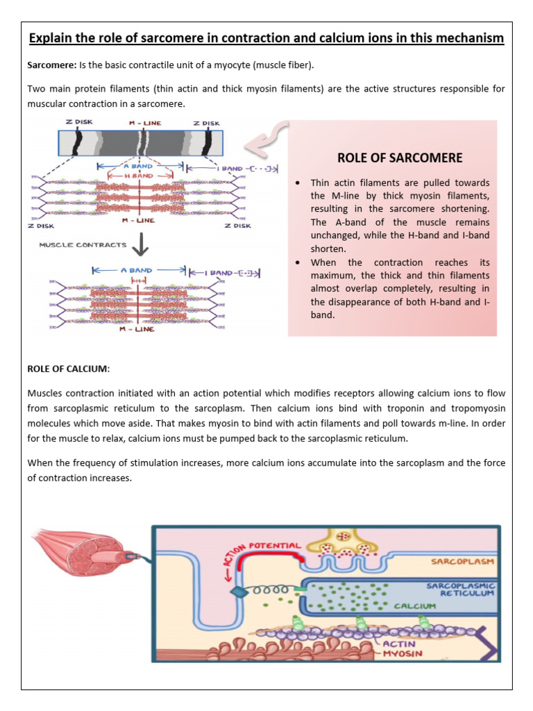 Explain The Role of Sarcomere in Contraction and Calcium Ions in This ...