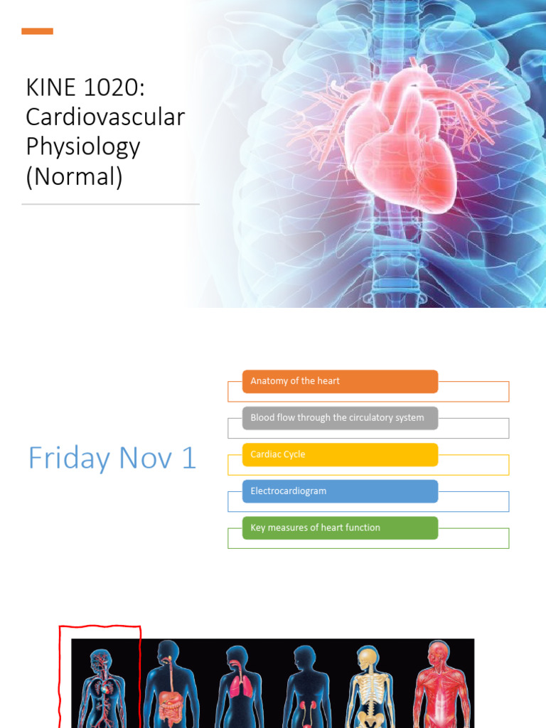 CV Phys - I - Posted - Fall - 2024 - Nov - 1 | PDF | Heart Valve | Diastole