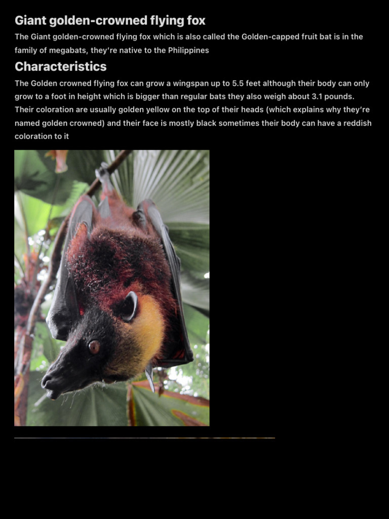 Giant Golden-Crowned Flying Fox 2 | PDF