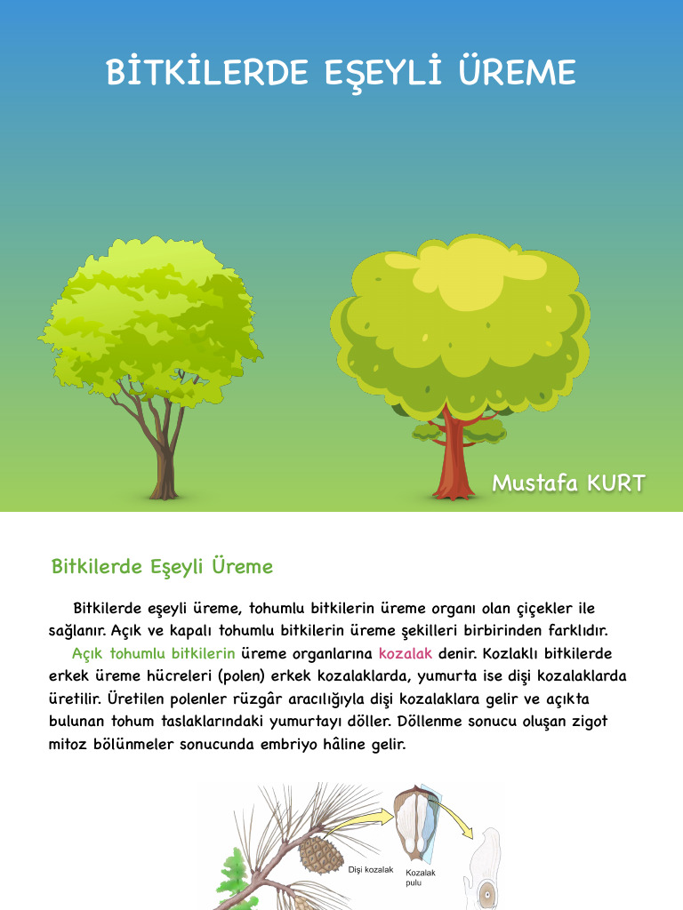 Bitkilerde Eşeyli Üreme | PDF