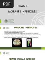 Segundo Molar Inferior | PDF | Ramas de Odontología | Boca