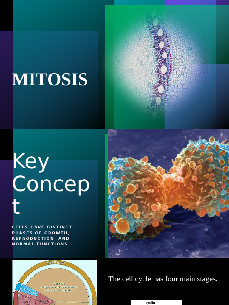 []Mitosis | PDF | Mitosis | Cell Cycle