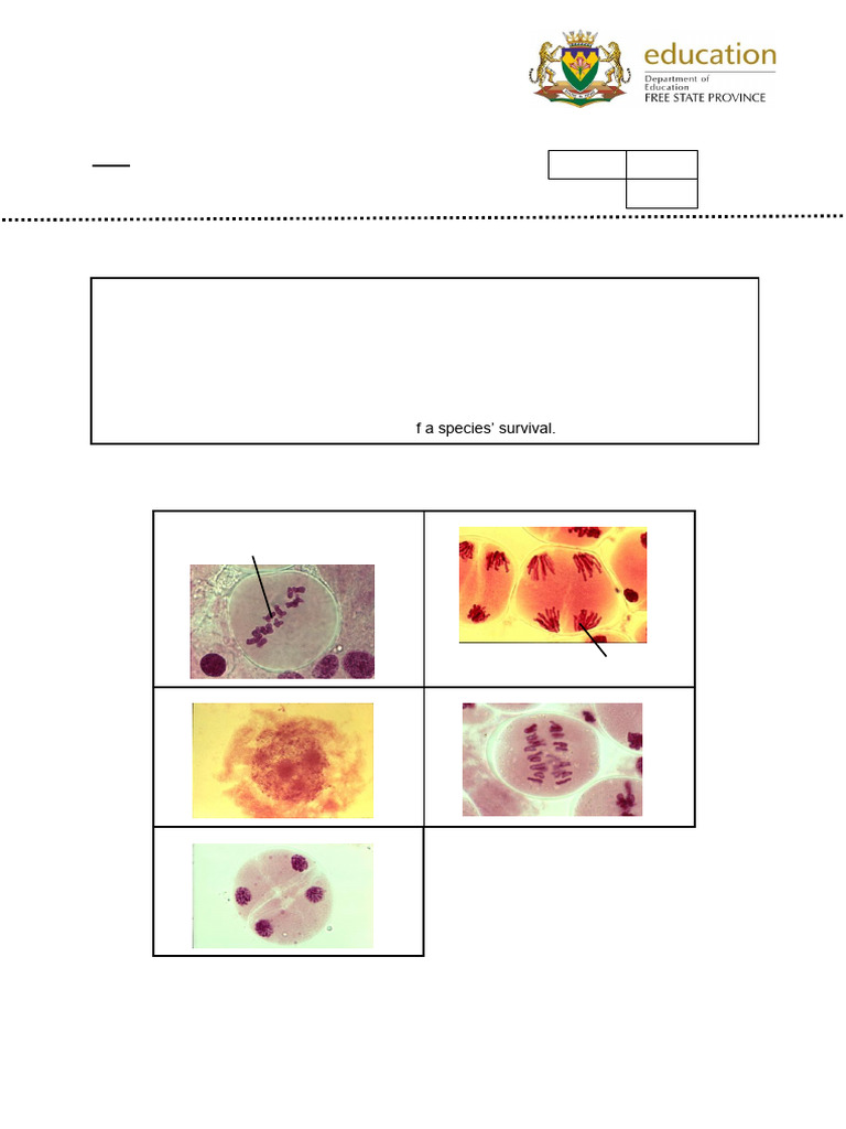 Meiosis Investigation for Grade 12 Life Sciences | PDF | Meiosis ...
