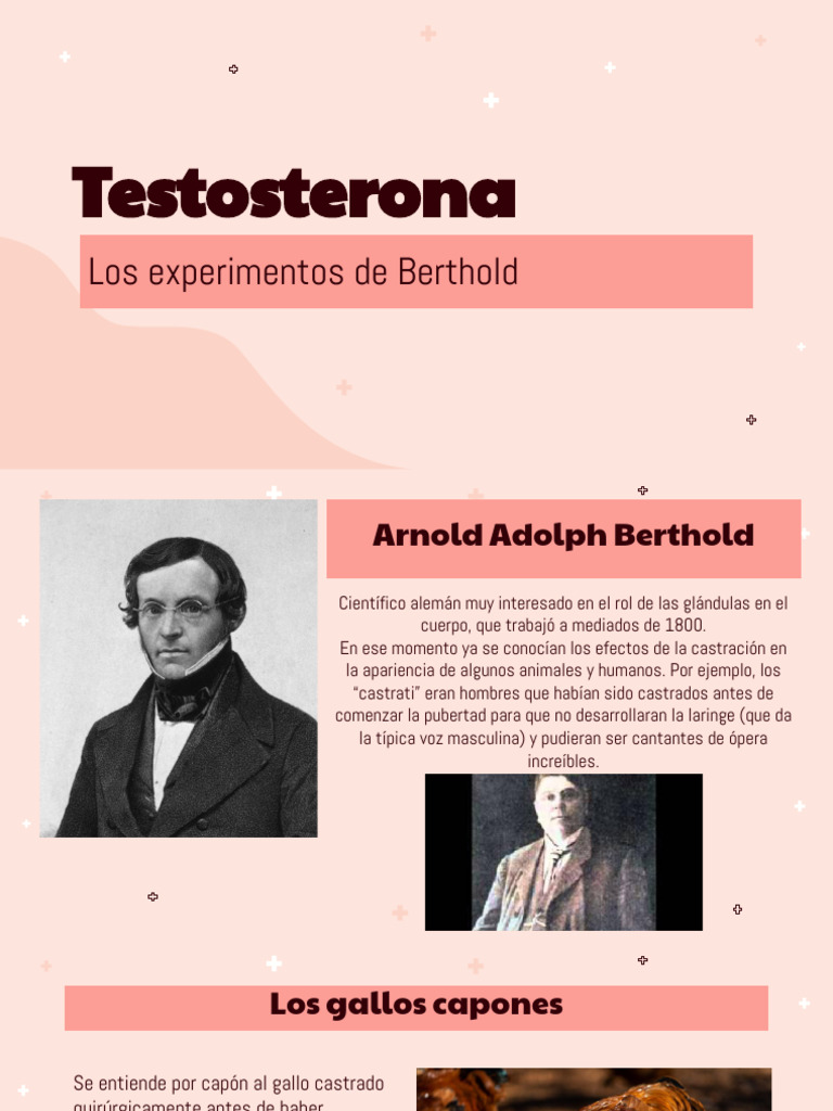 Experimentos de Berthold y Testosterona | PDF | Pollo | Testosterona