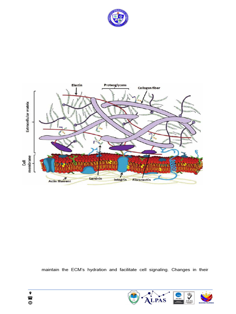 U8_LB_Composition and Function of the Extracellular Matrix | PDF | Extracellular Matrix | Cell ...