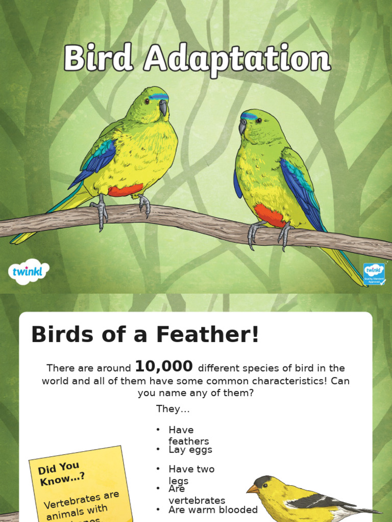 ni-g-1631876001-bird-adaptations-ks2-powerpoint_ver_4 | PDF | Birds | Beak