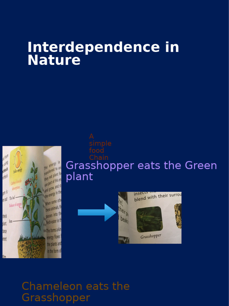 Interdependence in Nature | PDF