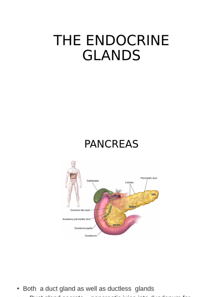 Overview of Endocrine Glands Functions | PDF | Insulin | Pituitary Gland