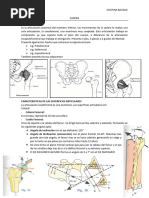 Articulación Coxofemoral Cuadro Integrador | PDF | Rodilla | Cadera