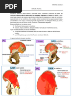Nutación y Contranutación en la Pelvis | PDF | Pelvis | Sistema esquelético