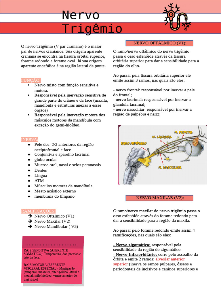 Origem e Ramificações do Nervo Trigêmeo | PDF | Anatomia humana ...