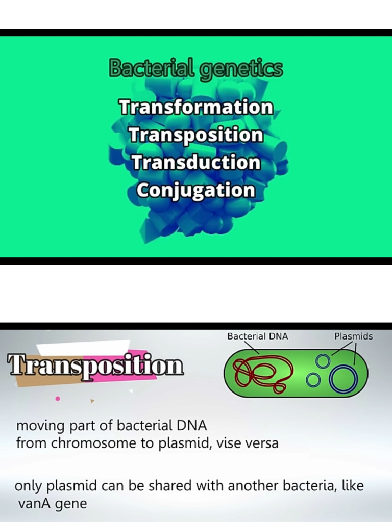 Bacterial Genetics Pdf
