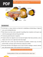 Fish Dissection Guide for Systems | PDF | Digestion | Fish