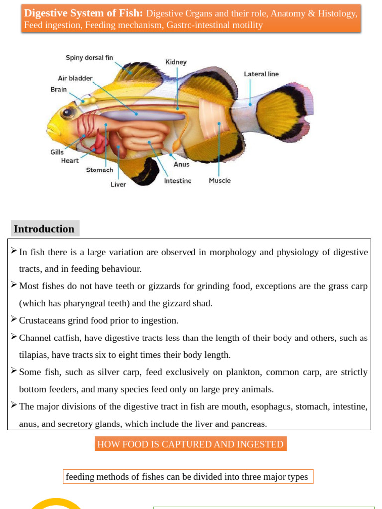 Fish Digestive System: Anatomy & Functions | PDF | Mouth | Tooth