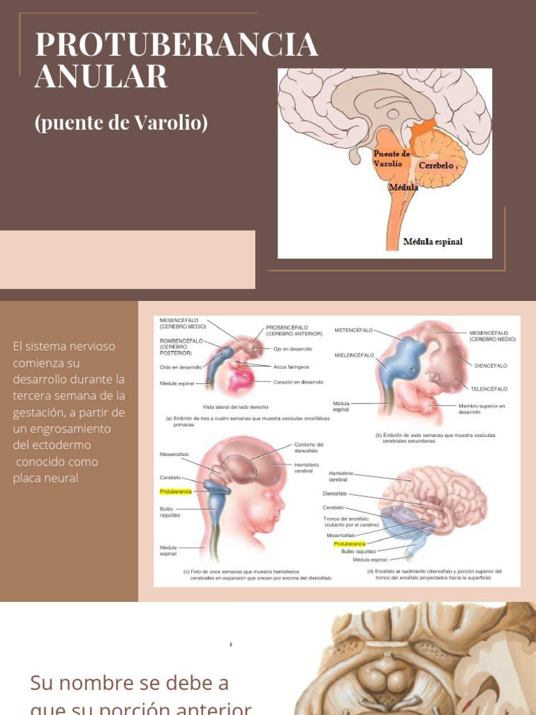 Anatomía y Función del Puente de Varolio | PDF | Tronco encefálico | Cabeza y cuello humanos