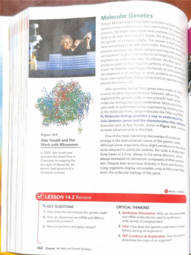 13.3 2 Molecular Genetics | PDF