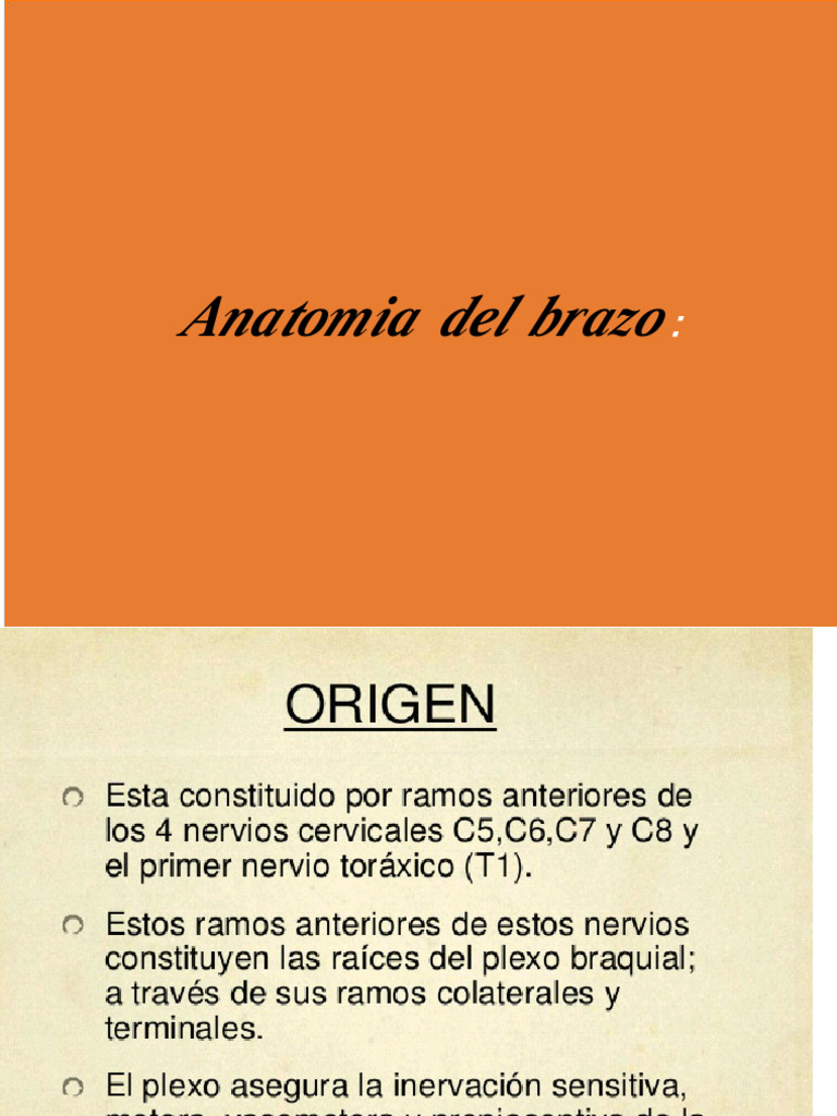 Anatomía Del Brazo. | PDF