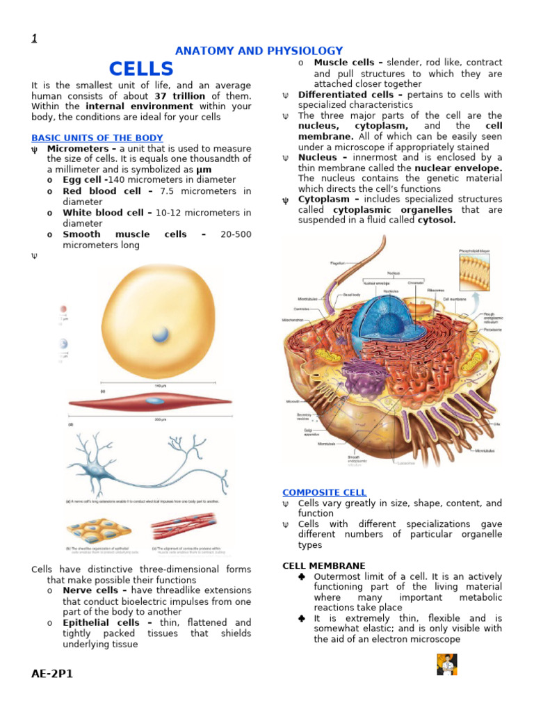 Anaphy Ch3 Cells | PDF | Endoplasmic Reticulum | Cell Membrane
