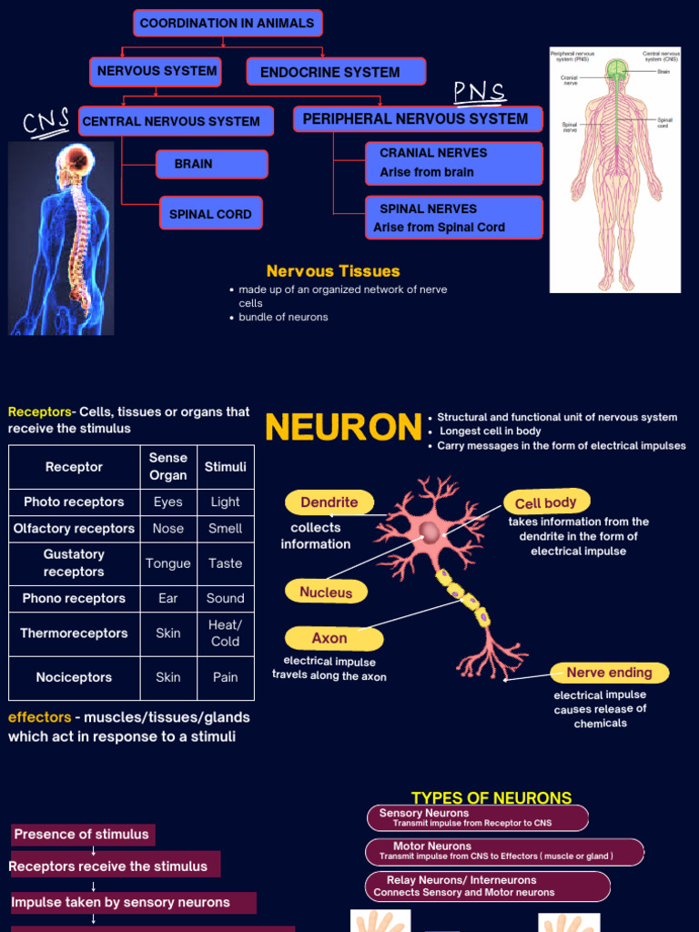 Control and Coordination Diagrams | PDF | Neuron | Central Nervous System