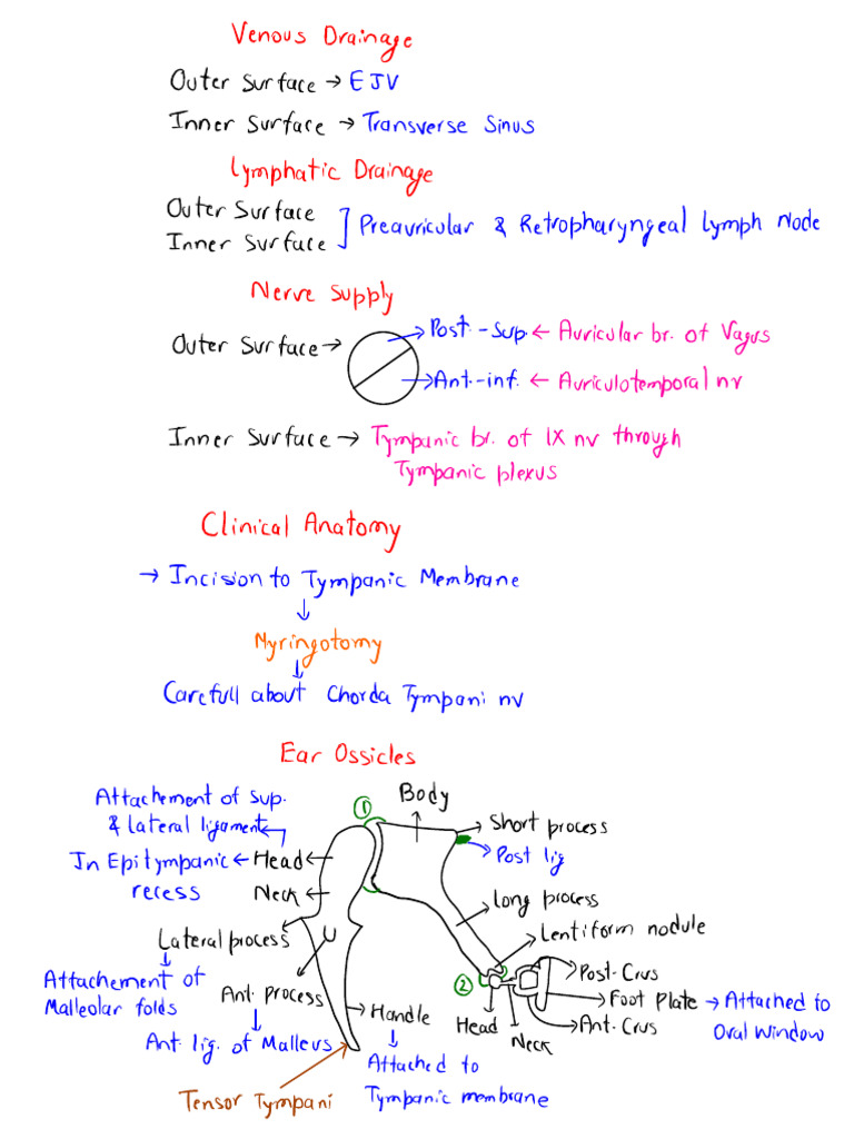 Ear Anatomy and Clinical Insights | PDF | Nervous System | Auditory System