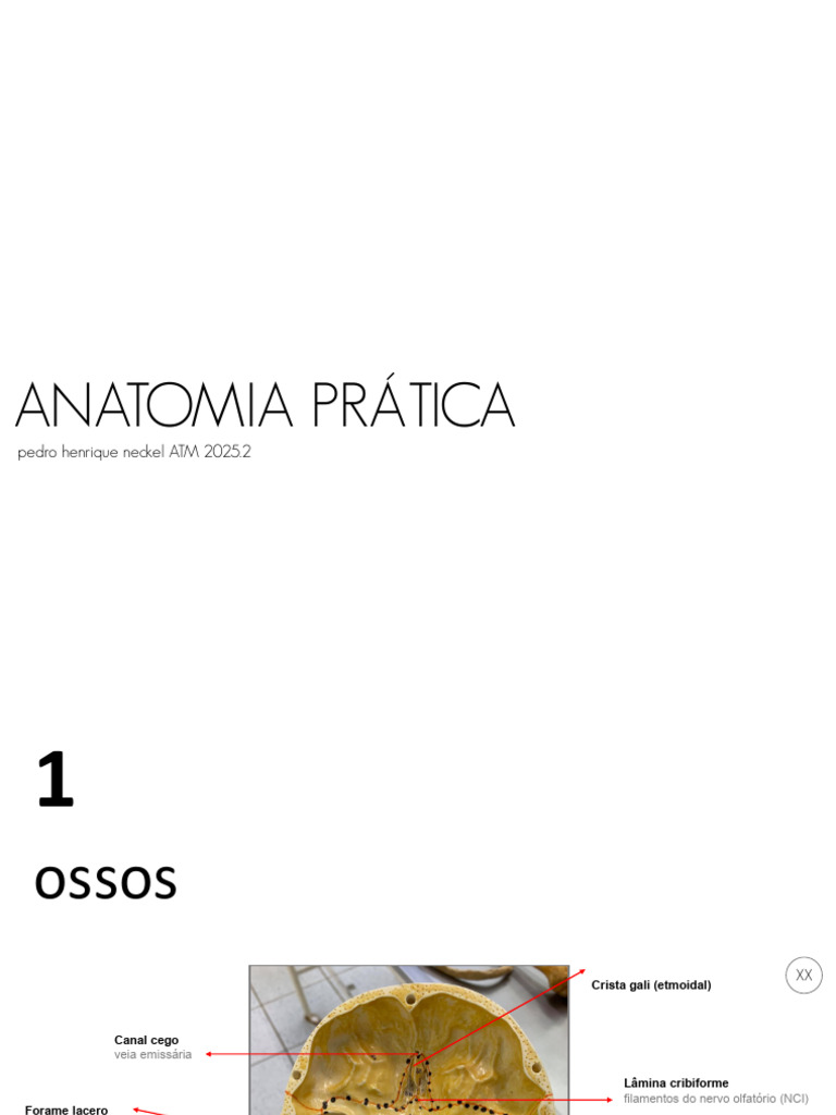 Anatomia da Cabeça e Membros Humanos | PDF | Anatomia humana | Sistema ...