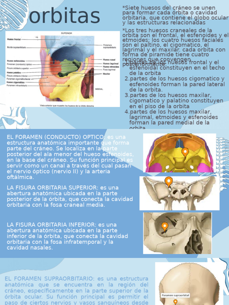Foramenes y Orbitas | PDF | Cráneo | Cabeza y cuello humanos