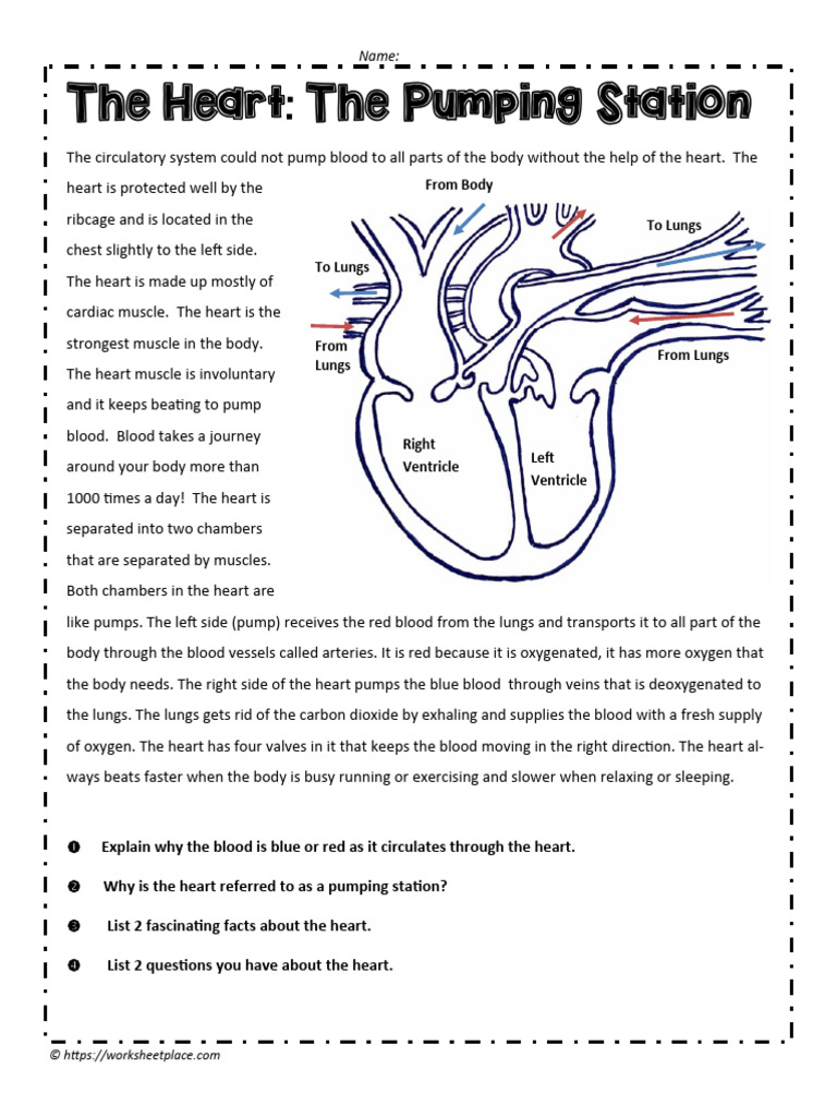 Circulatory-and-heart-system | PDF