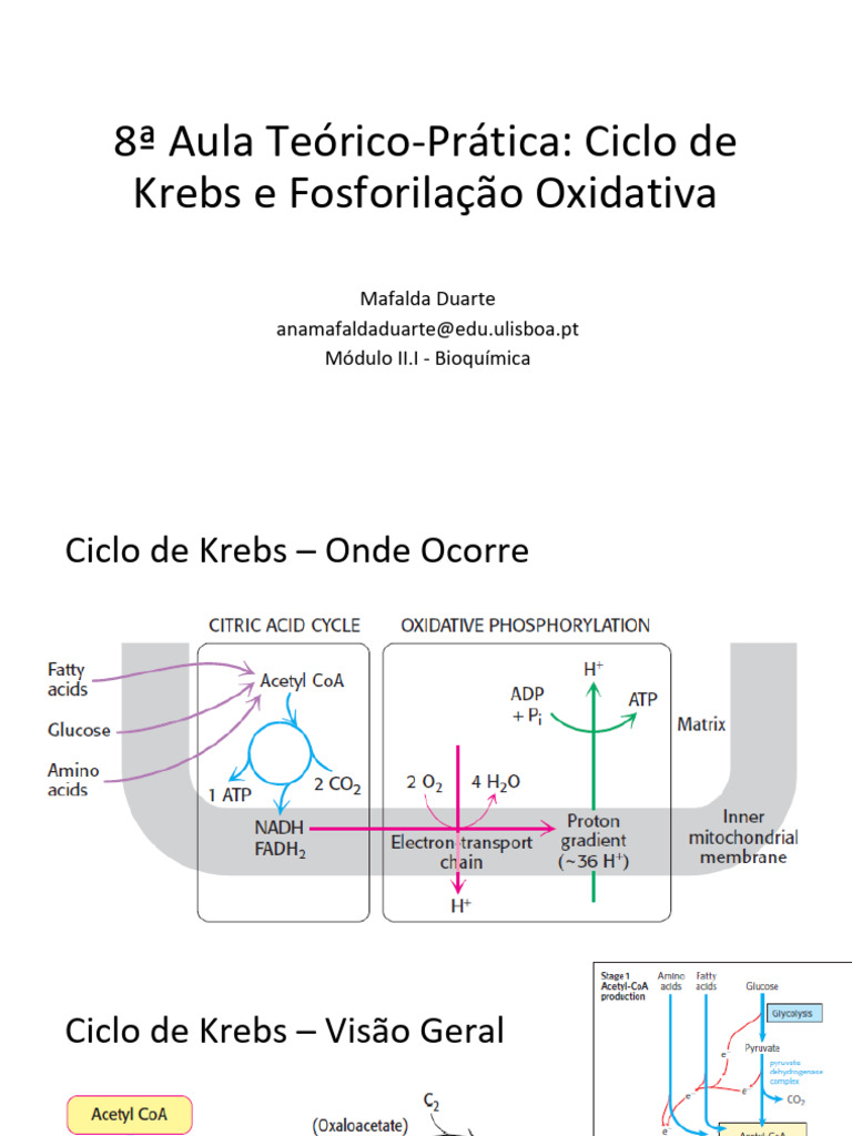 Ciclo Krebs e Fosf Oxid | PDF