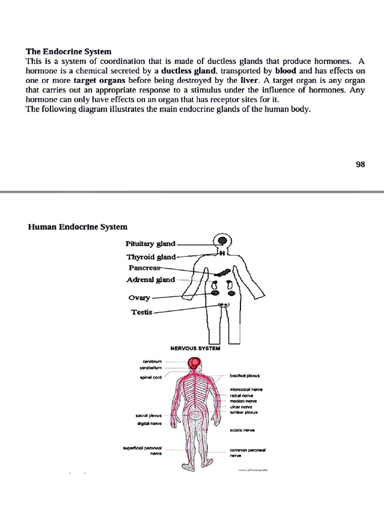 Endocrine System Notes | PDF