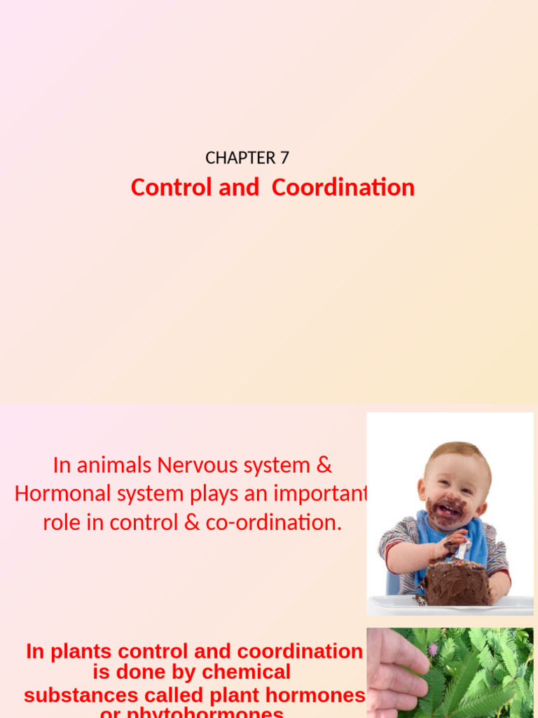 Class X Chapter 7 Control & Co-Ordination | PDF | Neuron | Nervous System