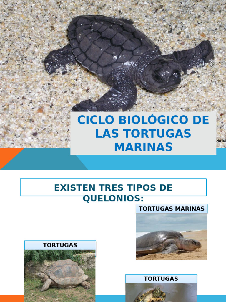 Ciclo Biológico de Tortugas Marinas | PDF | Tortuga | Tortuga marina