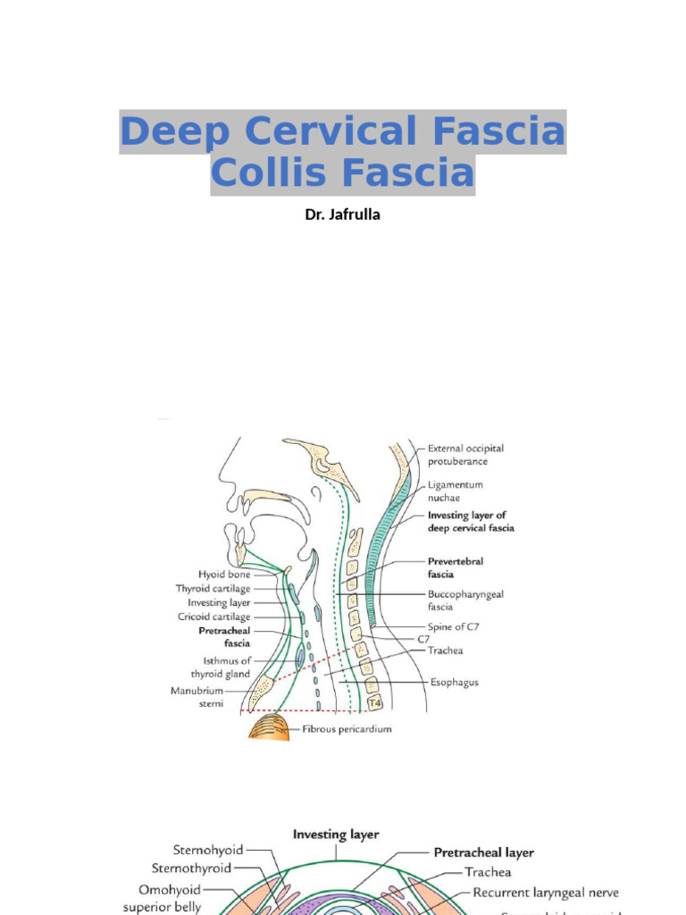 Deep Cervical Fascia | PDF
