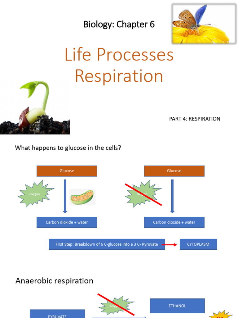 Understanding Respiration in Biology | PDF | Cellular Respiration ...
