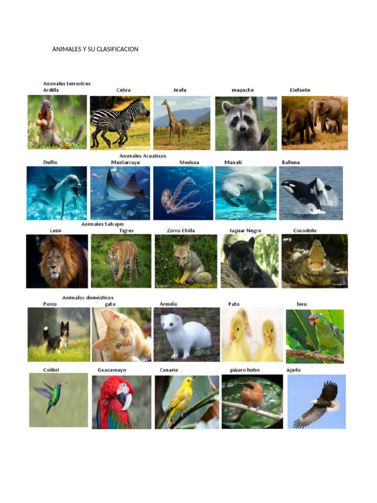 Animales y Su Clasificacion | PDF