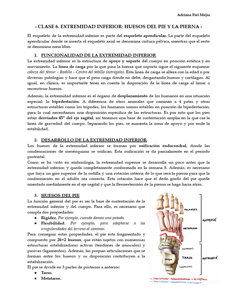 AI06-Planteamiento de La Extremidad Inferior. Huesos Del Pie y La ...